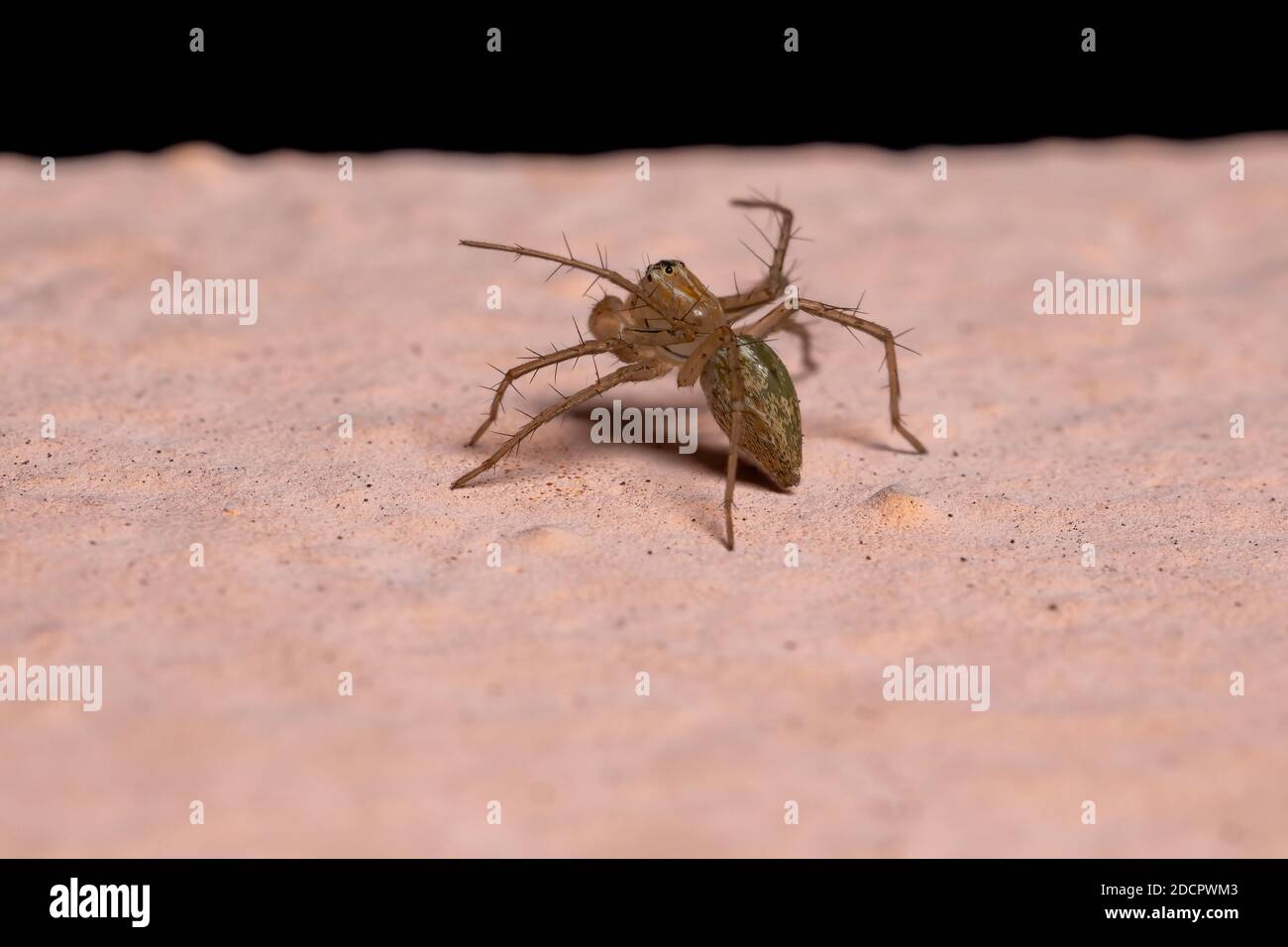 Lynx spider of the Genus Oxyopes Stock Photo - Alamy