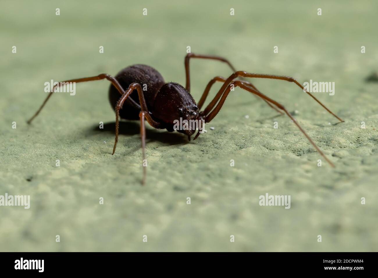 Spitting spider hi-res stock photography and images - Alamy