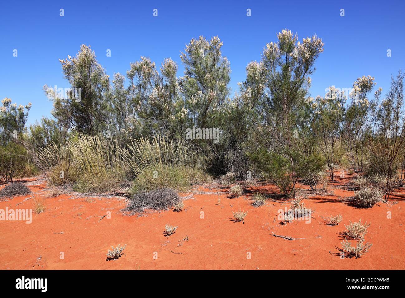 White Grevillea in flower, North Western NSW Australia Stock Photo - Alamy
