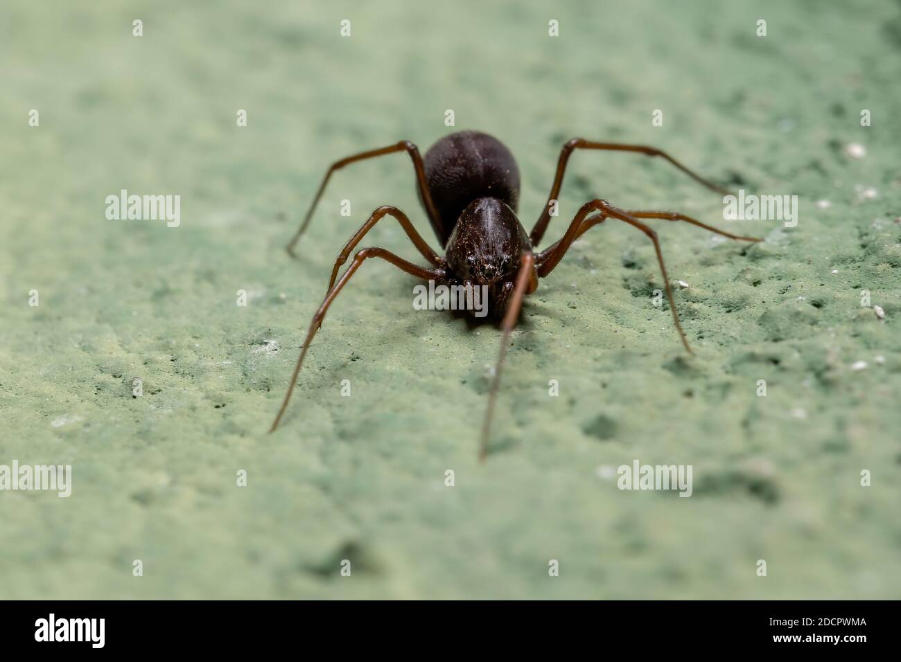 Spitting spider hi-res stock photography and images - Alamy