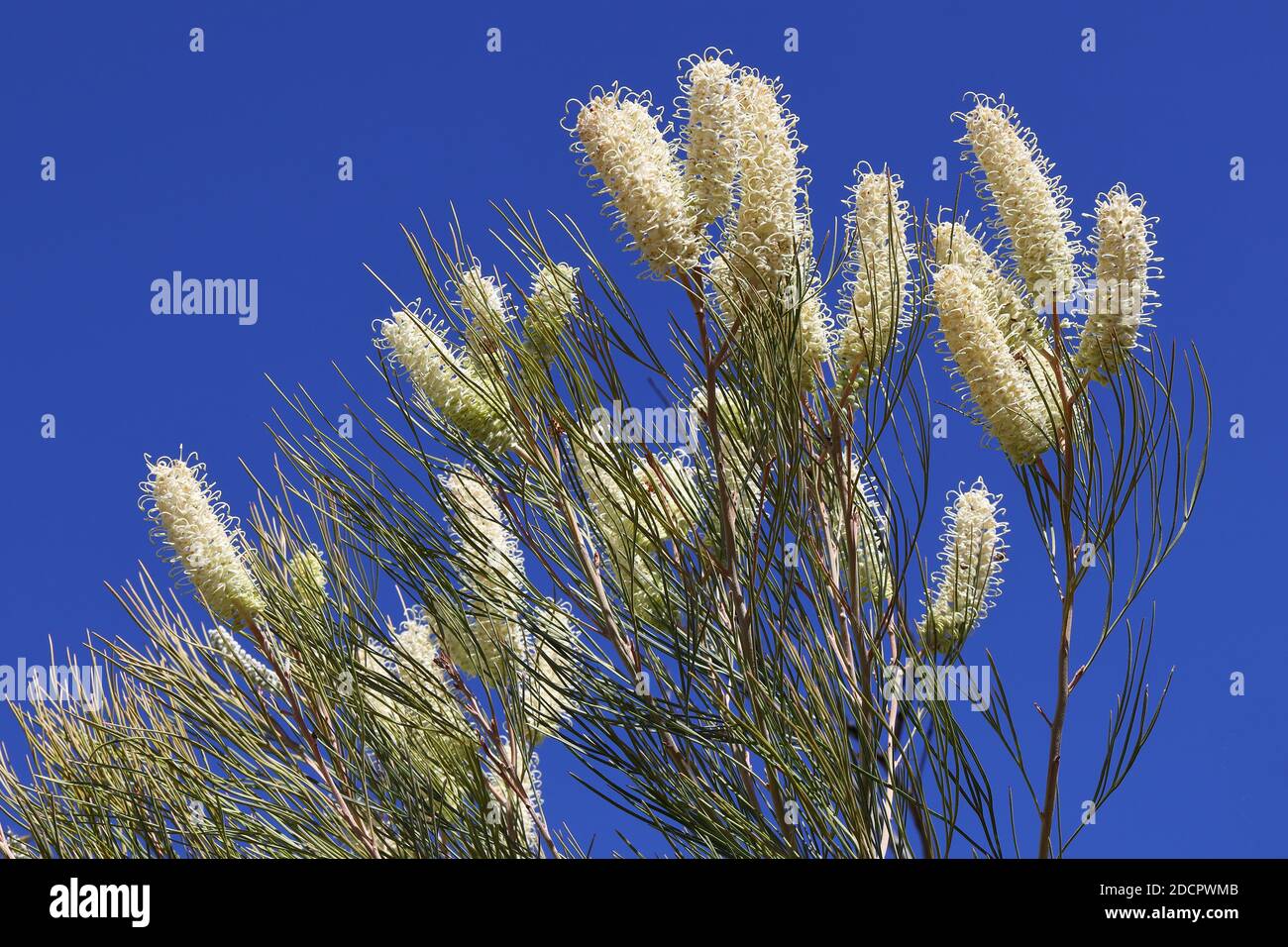 White Grevillea in flower, North Western NSW Australia Stock Photo - Alamy