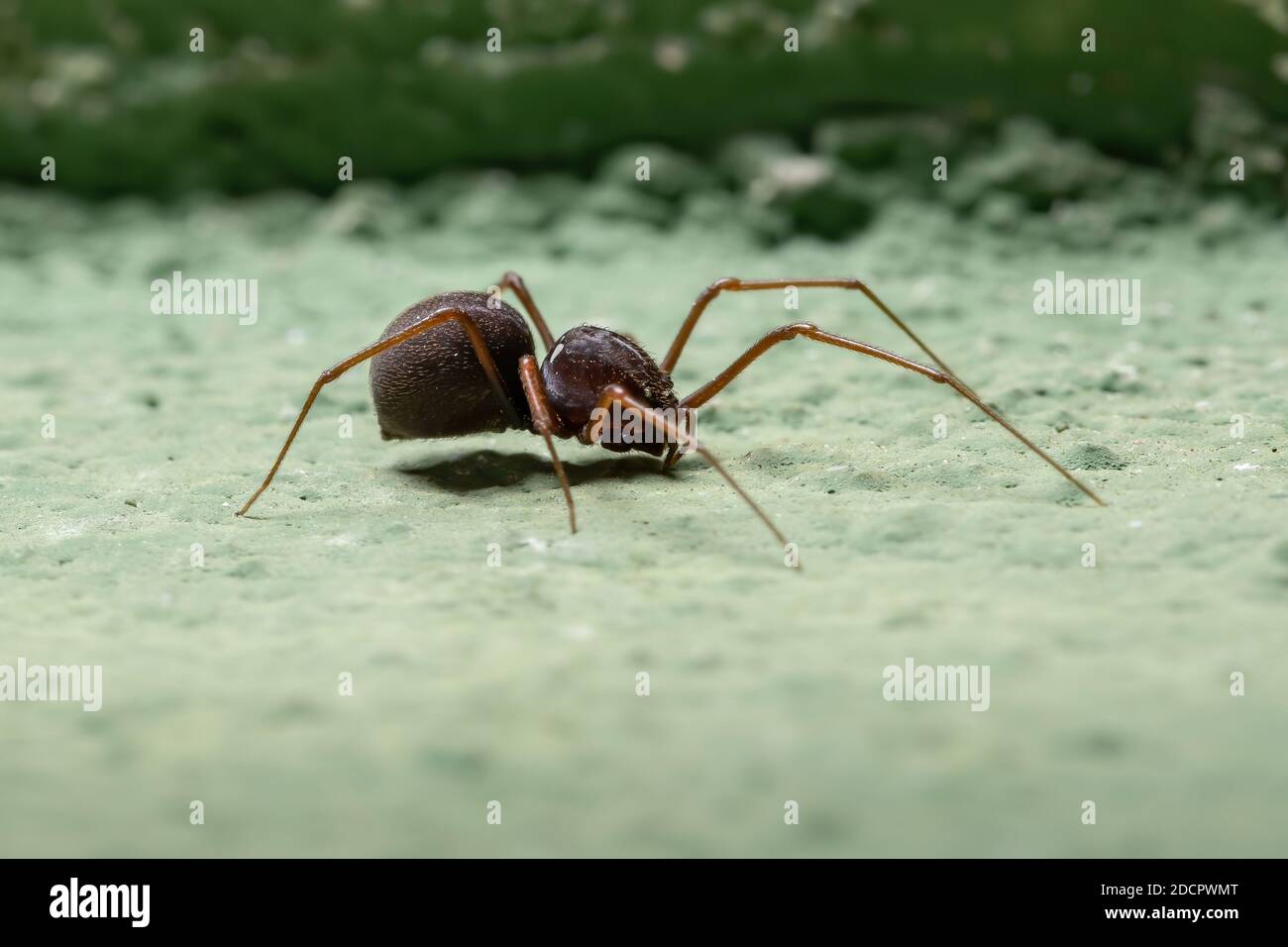 Haplogyne spider hi-res stock photography and images - Alamy