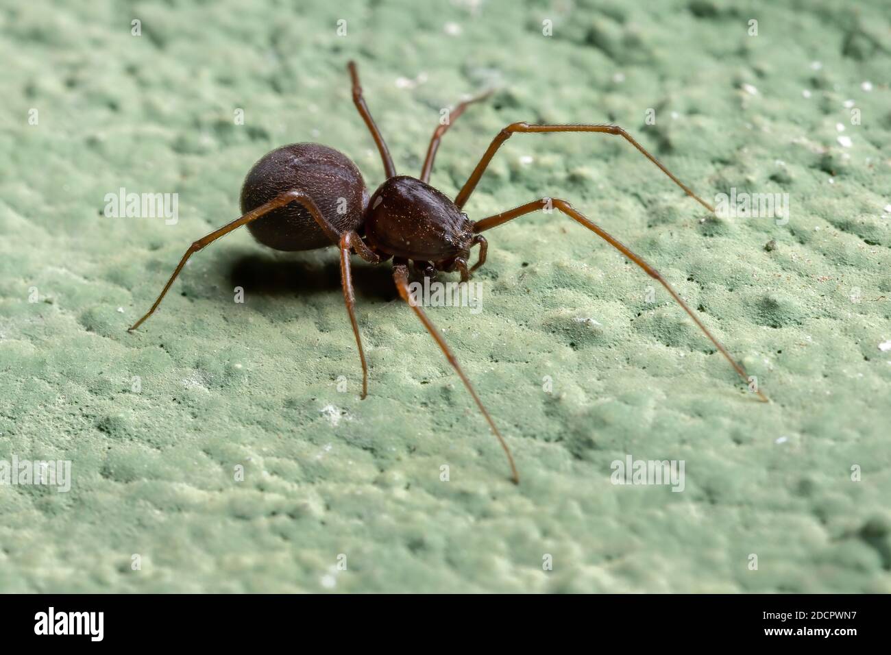 Spitting spider hi-res stock photography and images - Alamy