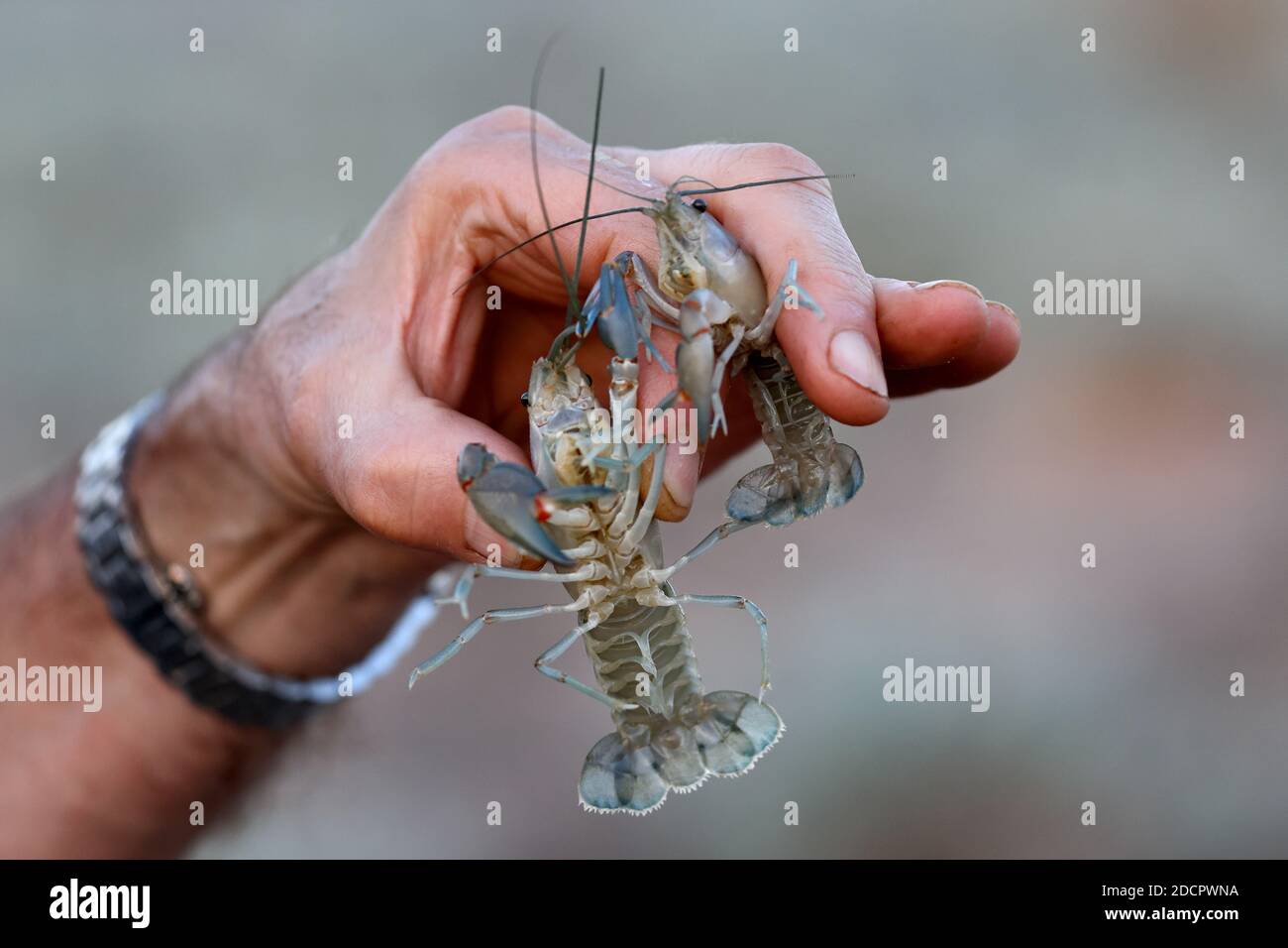 Nippers australia hi-res stock photography and images - Alamy