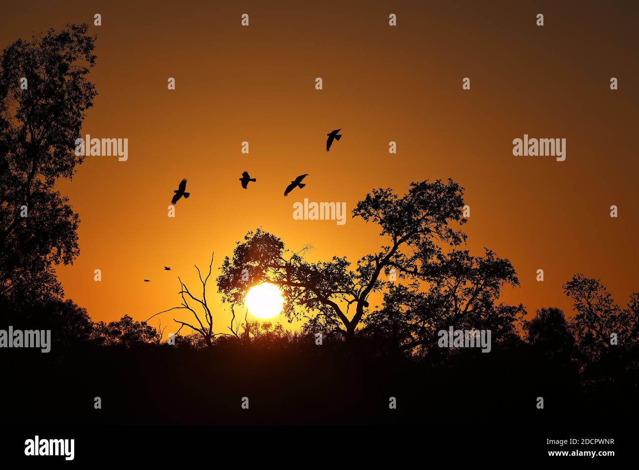 Galahs outback hi-res stock photography and images - Alamy