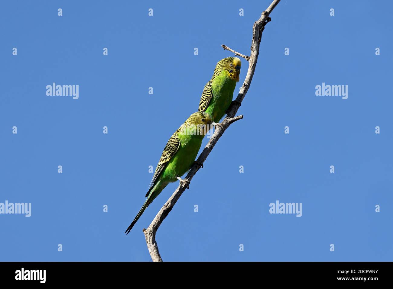 Australian Budgerigar's perched on tree branch Stock Photo - Alamy