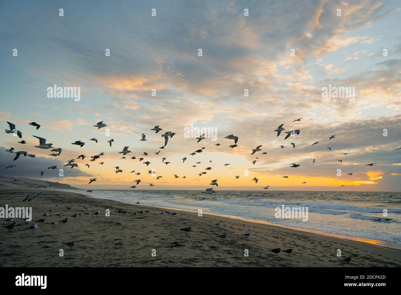 Sunset on the beach and flock of flying birds, California coastline ...
