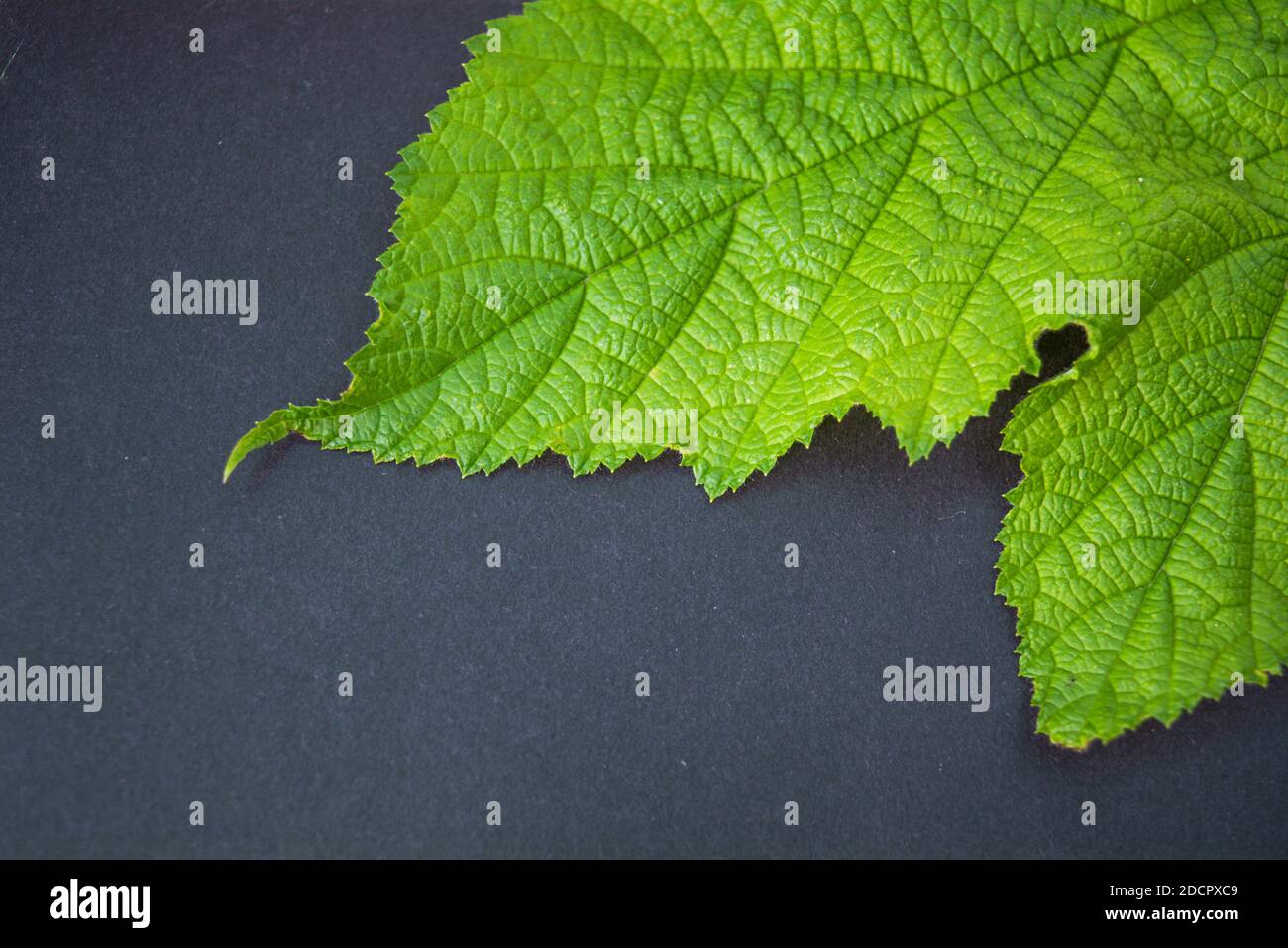 Background of fresh green leaves of black currant. Foliage of black ...