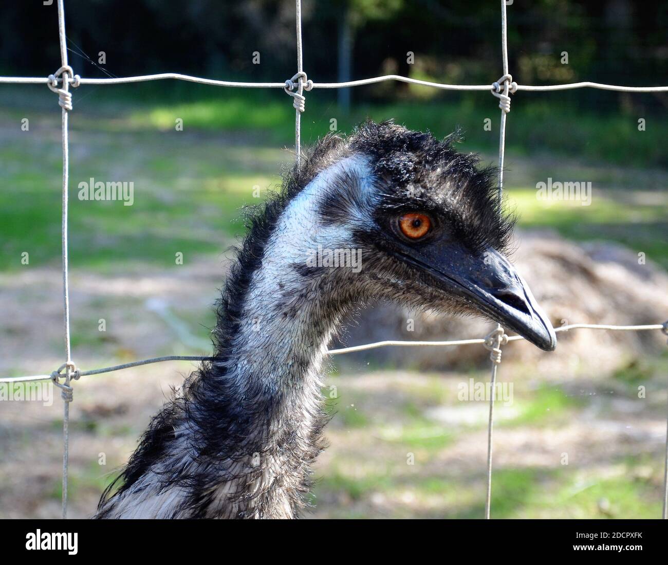 Close up emu face hi-res stock photography and images - Alamy