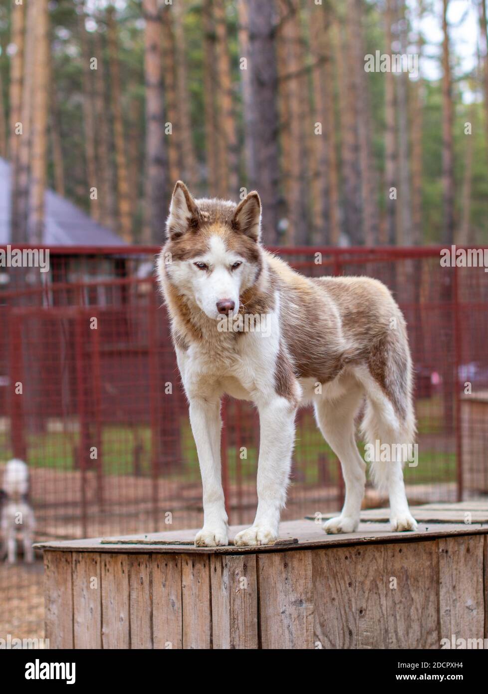 Siberian husky dog lying on a wooden house. The dog is lying, bored ...