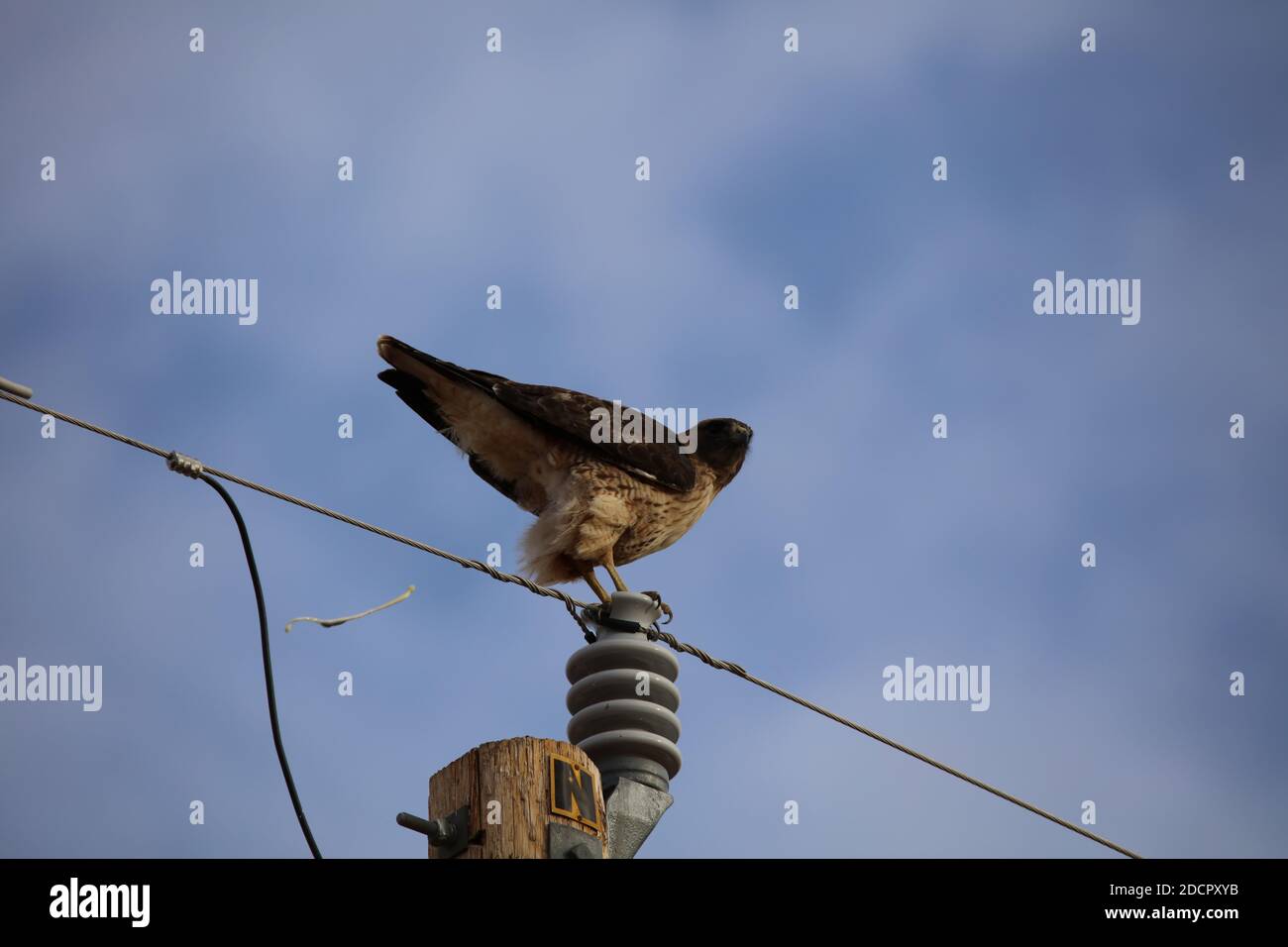 Red Tail Hawk on an Insulator - Pooping Stock Photo - Alamy