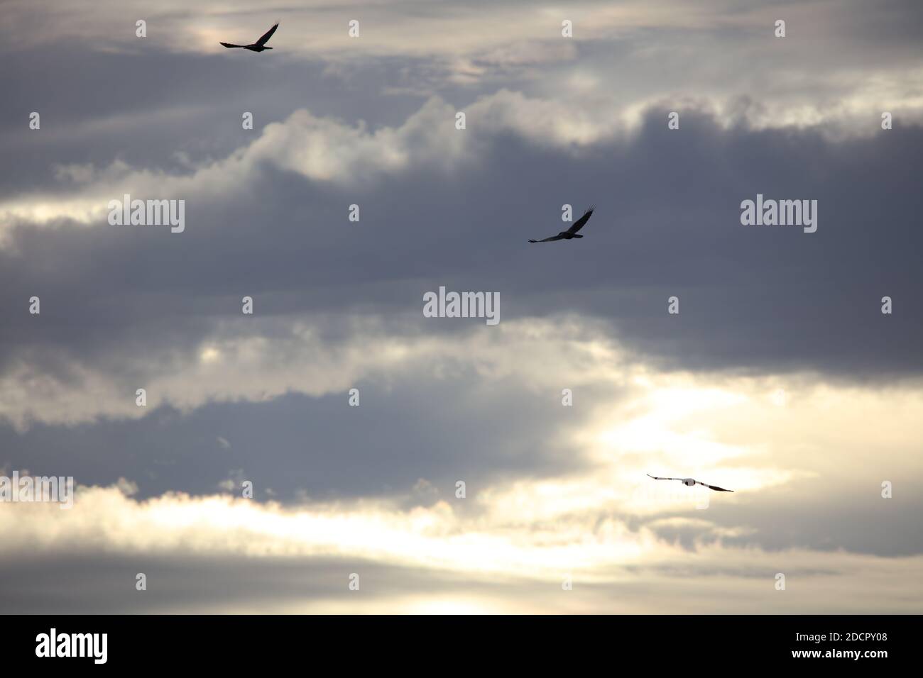 Circling crows hi-res stock photography and images - Alamy