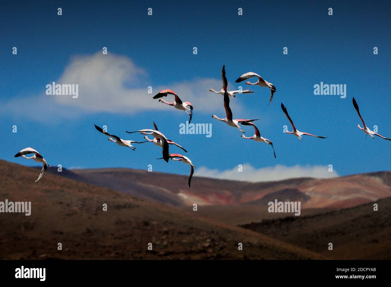 Aves del desierto de atacama en chile hi-res stock photography and ...