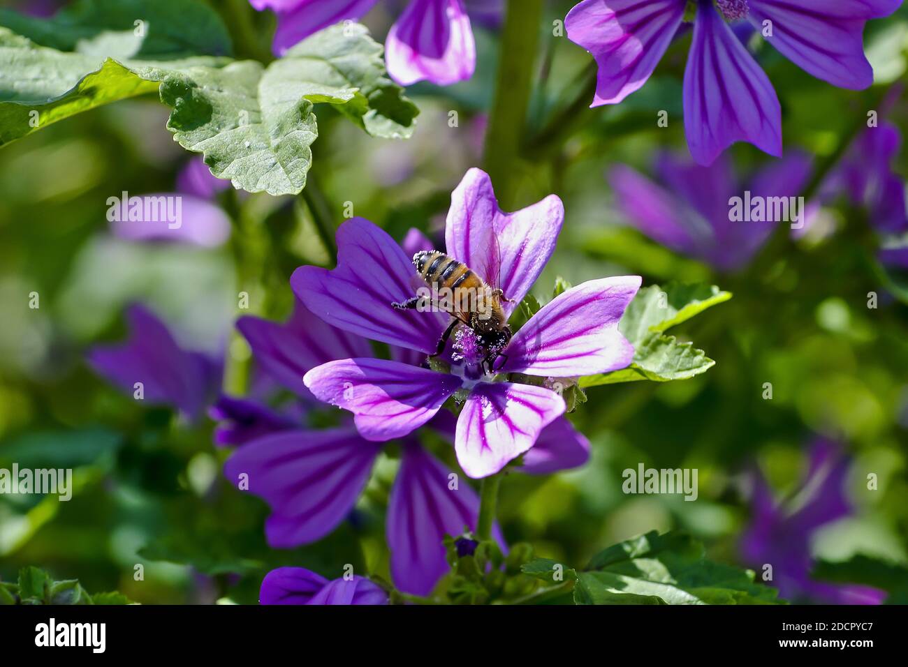 Flower of the Common Mallow - Malva sylvestris - with honey bee in the ...