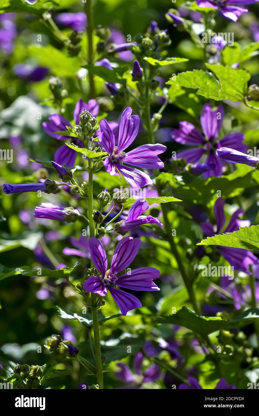 Malva sylvestris tea hi-res stock photography and images - Alamy