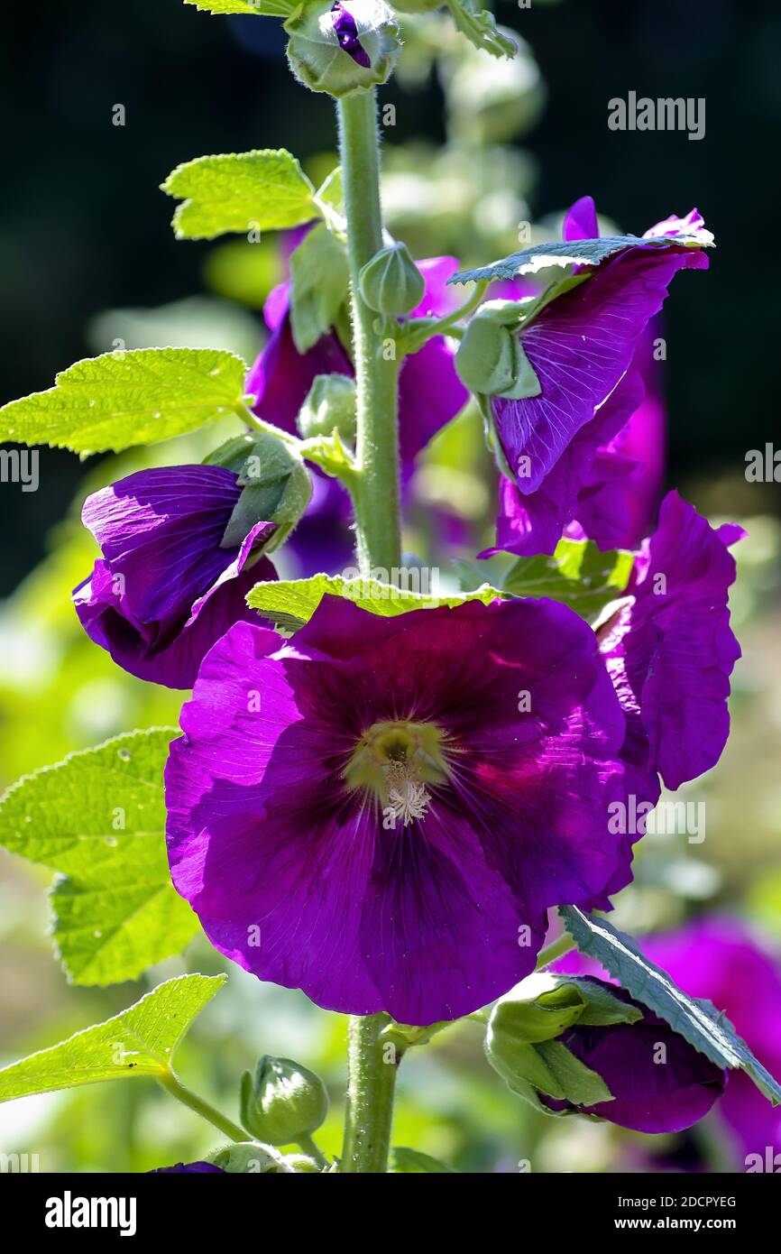 Violett flower of the Hollyhock - Alcea rosea - in the summer Stock ...