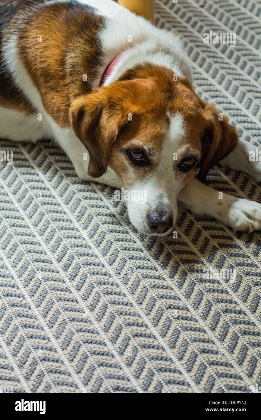Beagle resting hi-res stock photography and images - Alamy