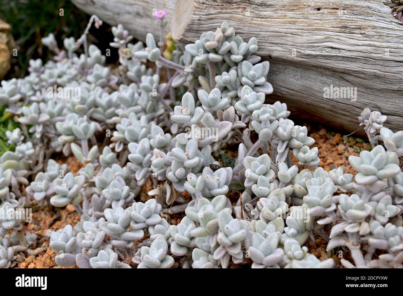 Dense mat of Snow White Panda Plant or Blue Kalanchoe, a dwarf ...