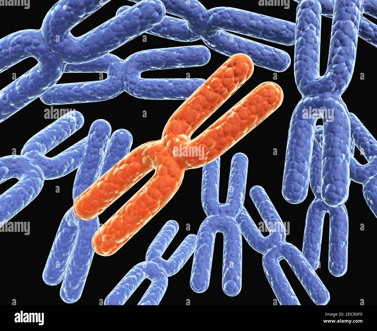 Red and blue X chromosome. Isolated on black background. 3d render ...