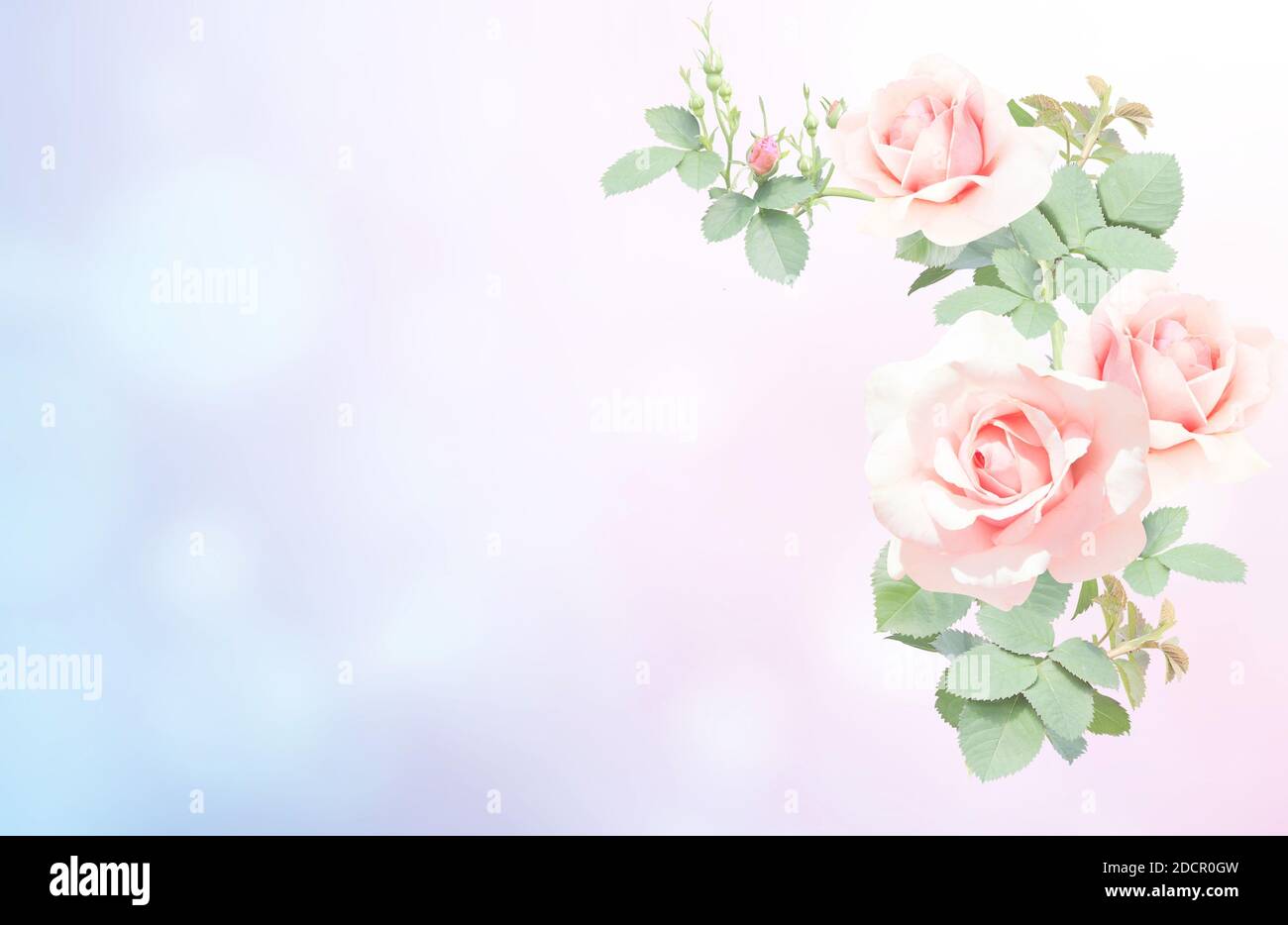 Romantic Pink Rose Wallpaper