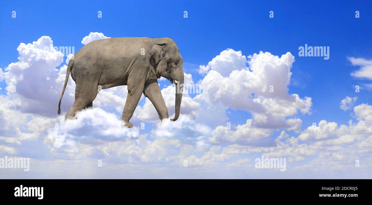 Horizontal banner with elephant above clouds on blue sky background ...