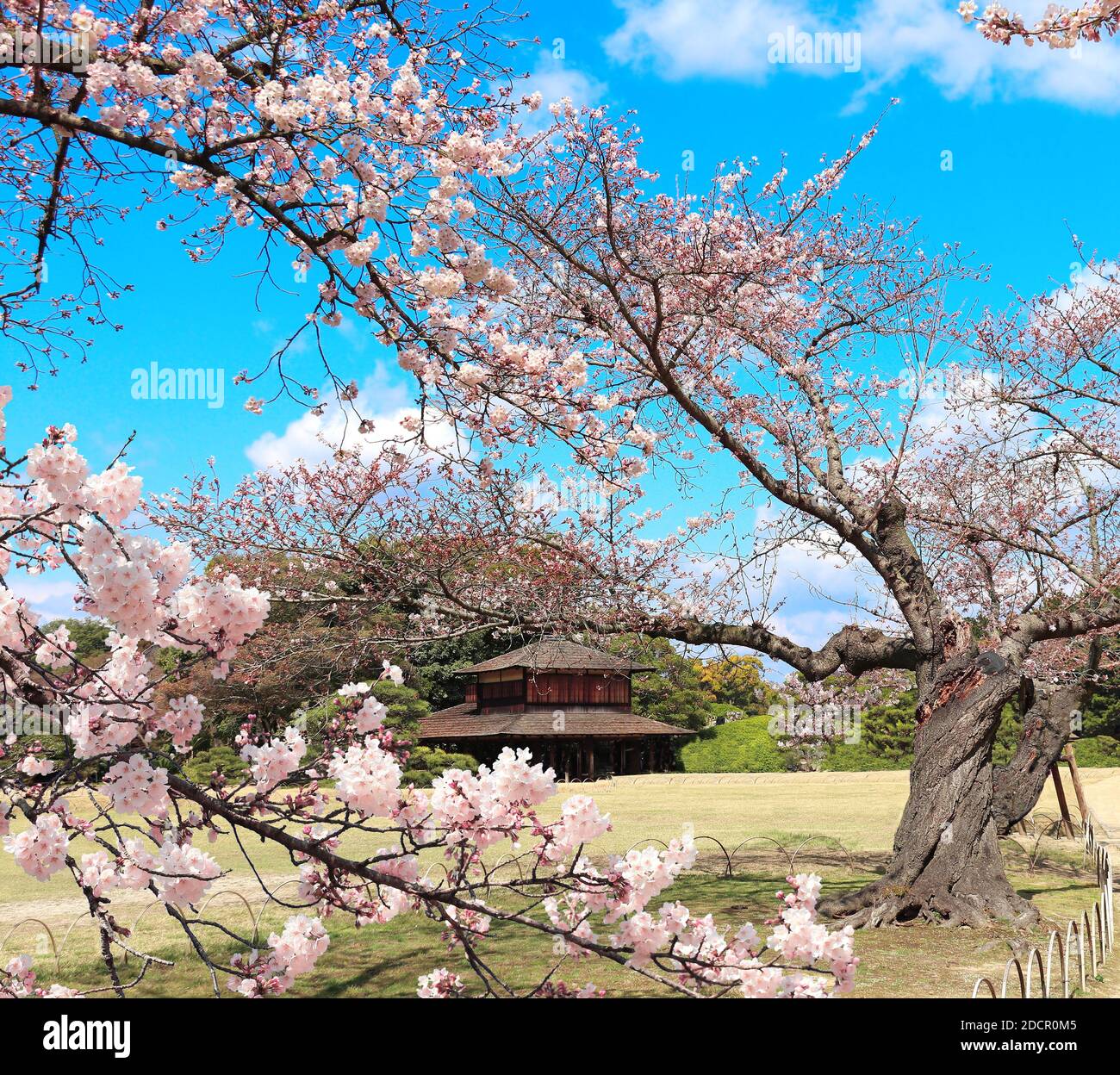 Japanese hanami festival - people enjoy sakura blossom. Cherry ...