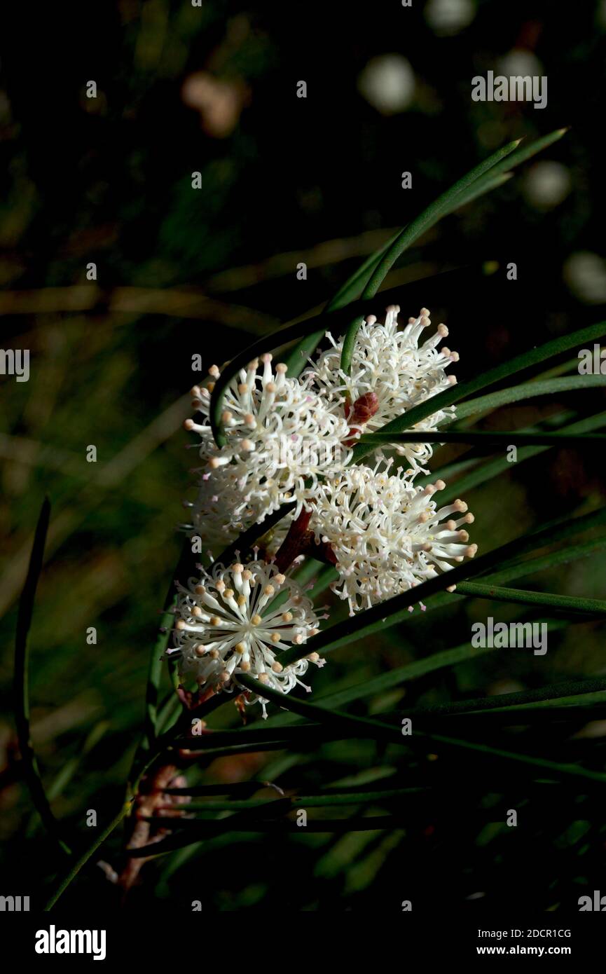 Hakea native hi-res stock photography and images - Alamy