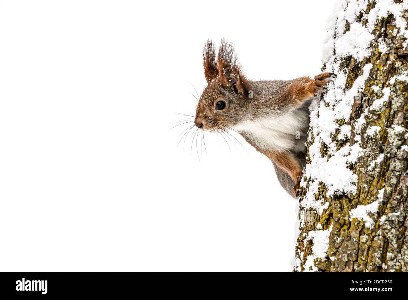 red squirrel sitting on tree trunk and looking to the left, white snow ...