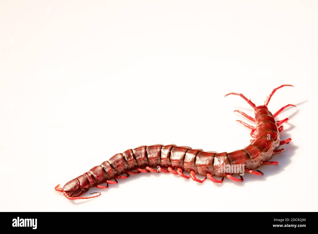 red centipede isolated white background Stock Photo - Alamy