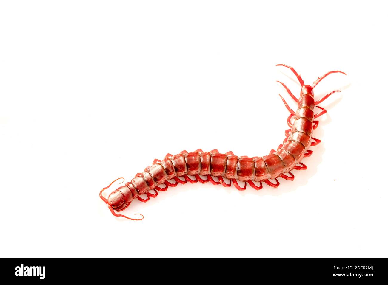 red centipede isolated white background Stock Photo - Alamy