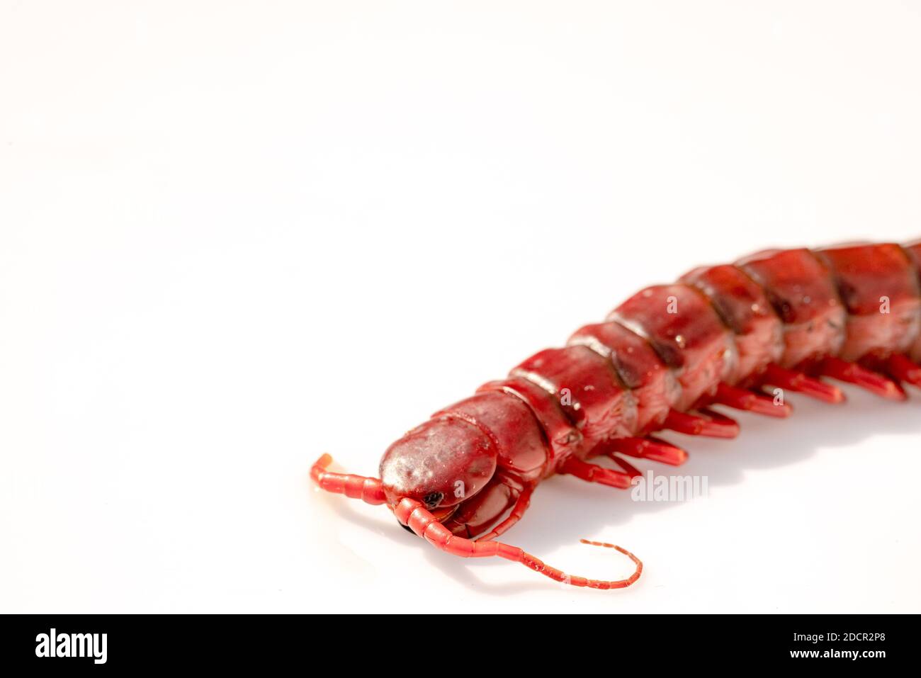 close up red centipede isolated white background Stock Photo - Alamy