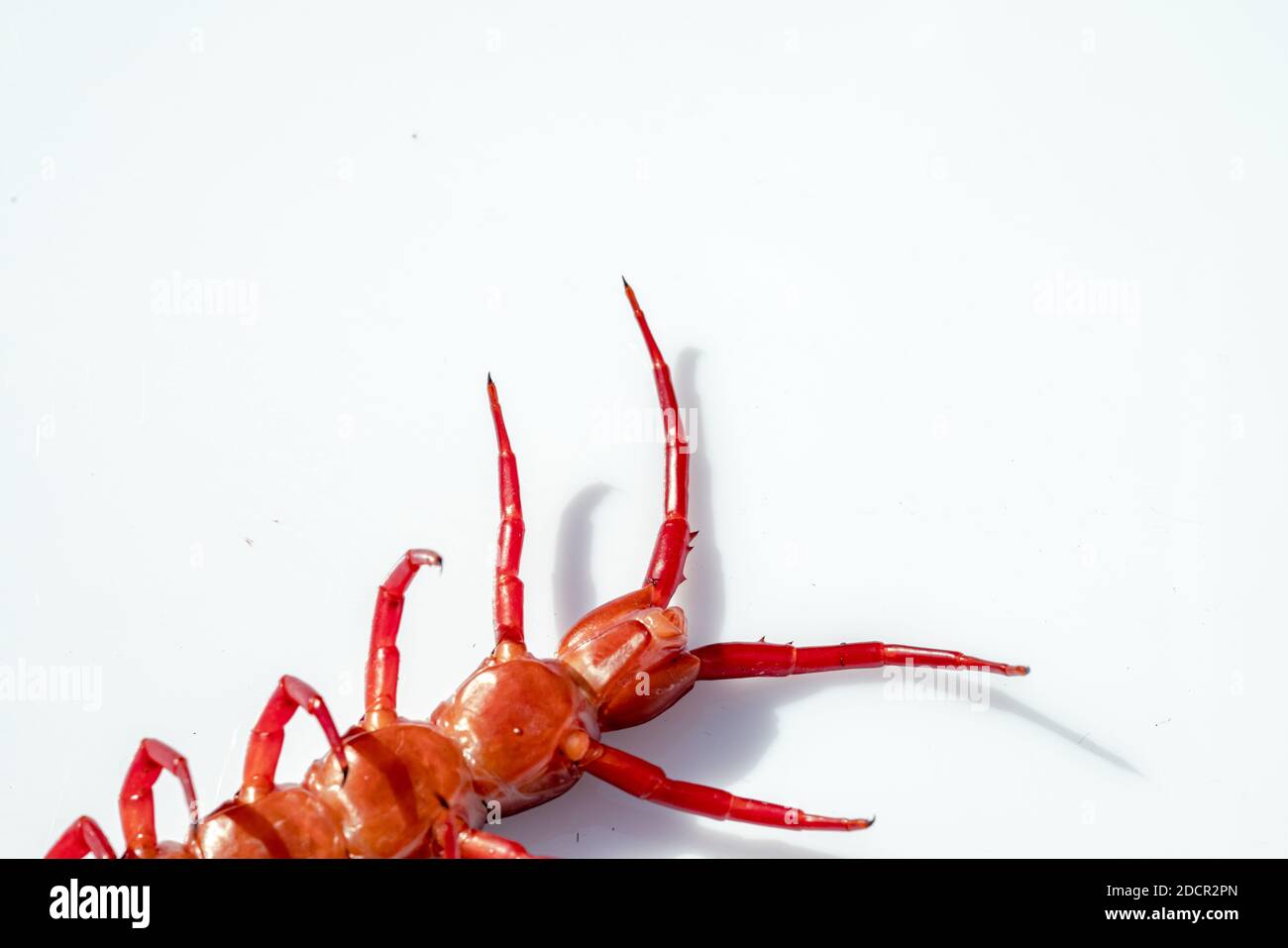 close up red centipede isolated white background Stock Photo - Alamy