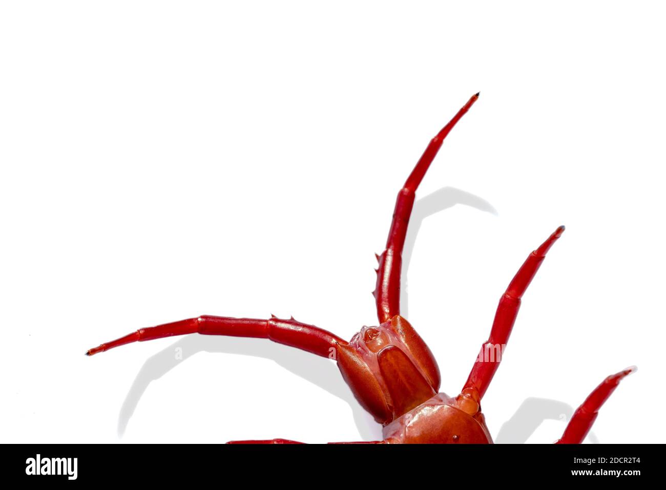 close up red centipede isolated white background Stock Photo - Alamy