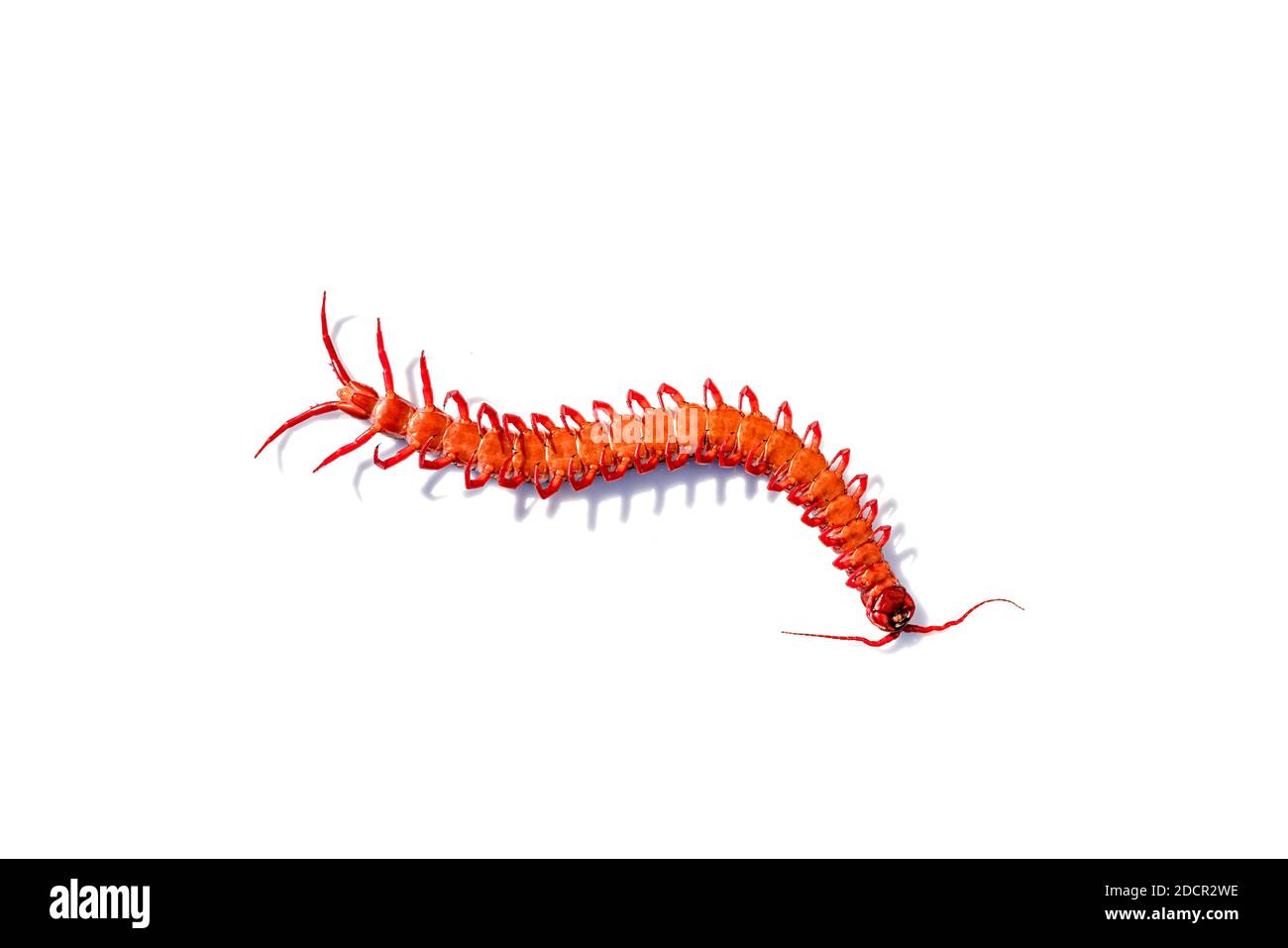 red centipede isolated white background Stock Photo - Alamy