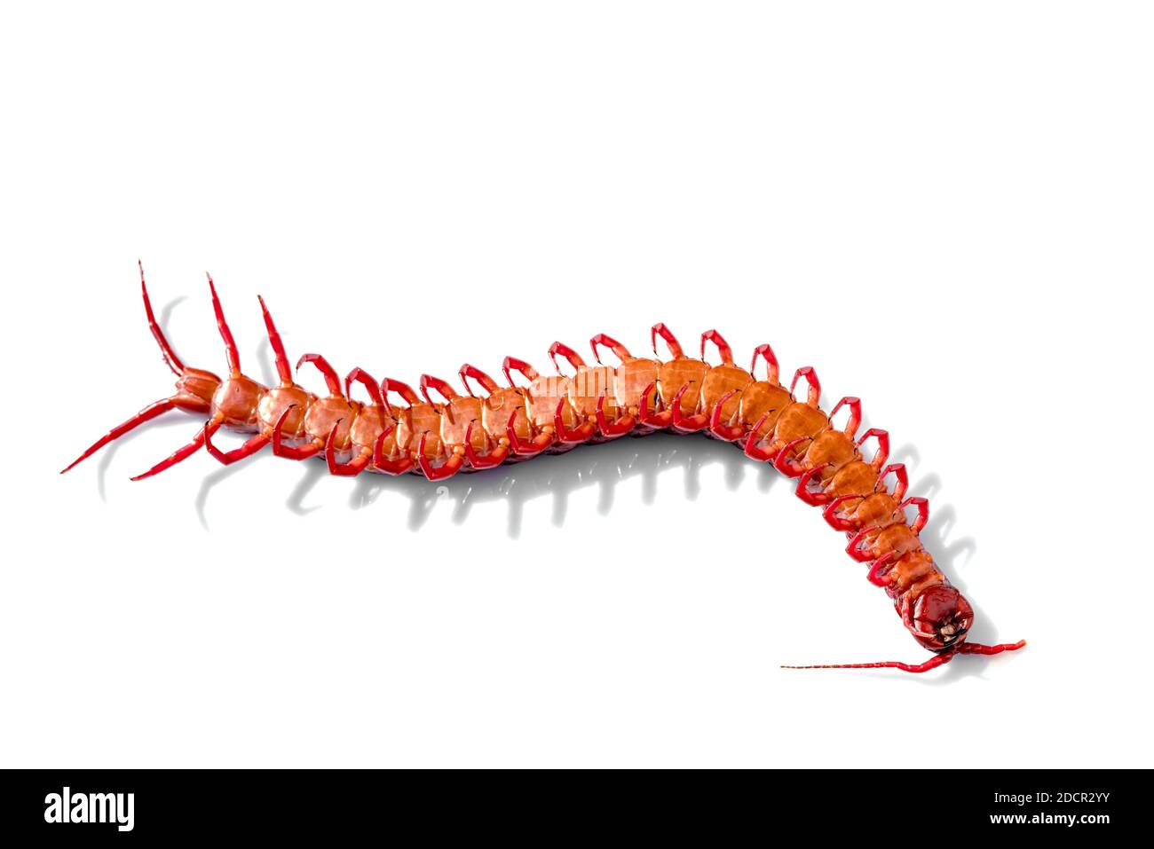 red centipede isolated white background Stock Photo - Alamy