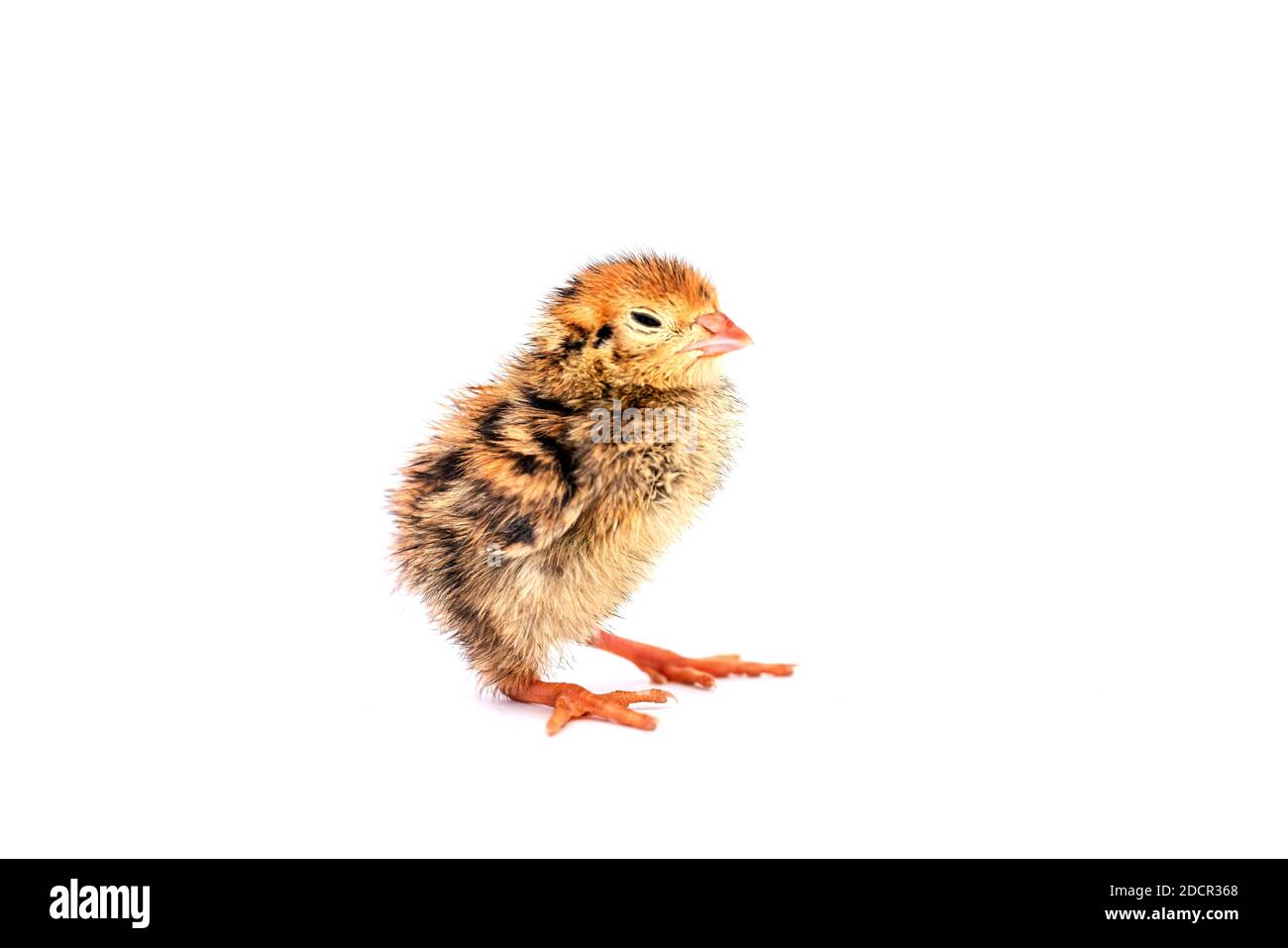 Baby of quail after hatching isolating on white background Stock Photo ...