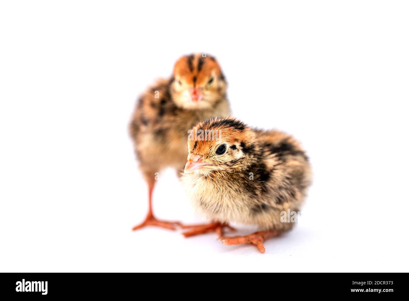 Baby of quail after hatching isolating on white background Stock Photo ...