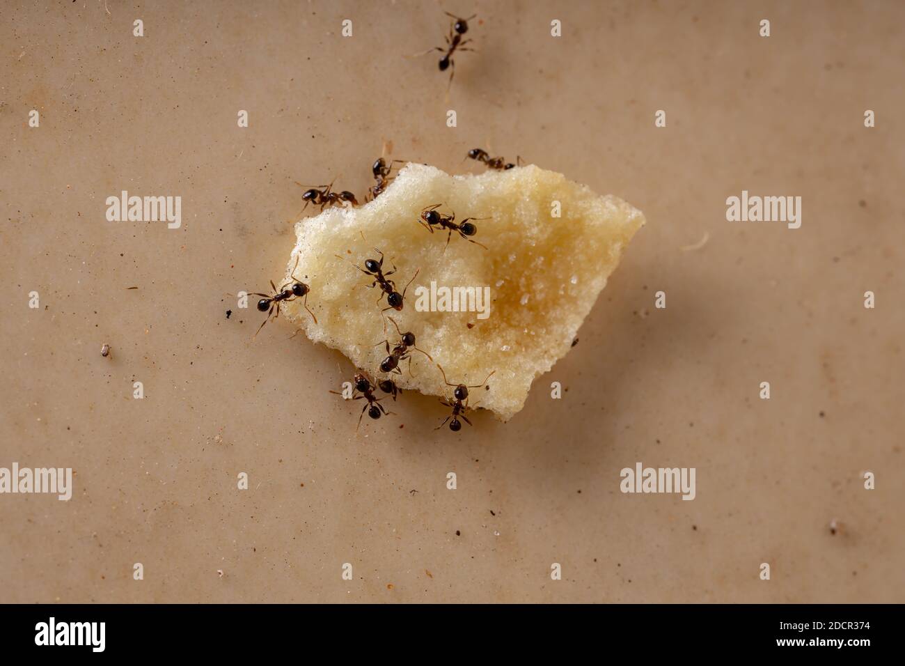 Big-headed Ants of the Genus Pheidole Stock Photo - Alamy