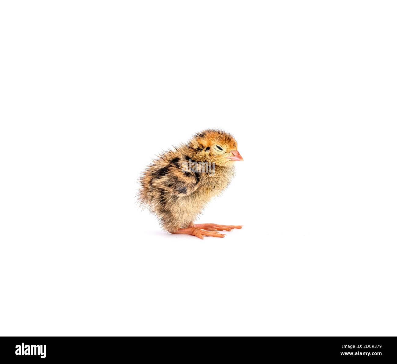 Baby of quail after hatching isolating on white background Stock Photo ...
