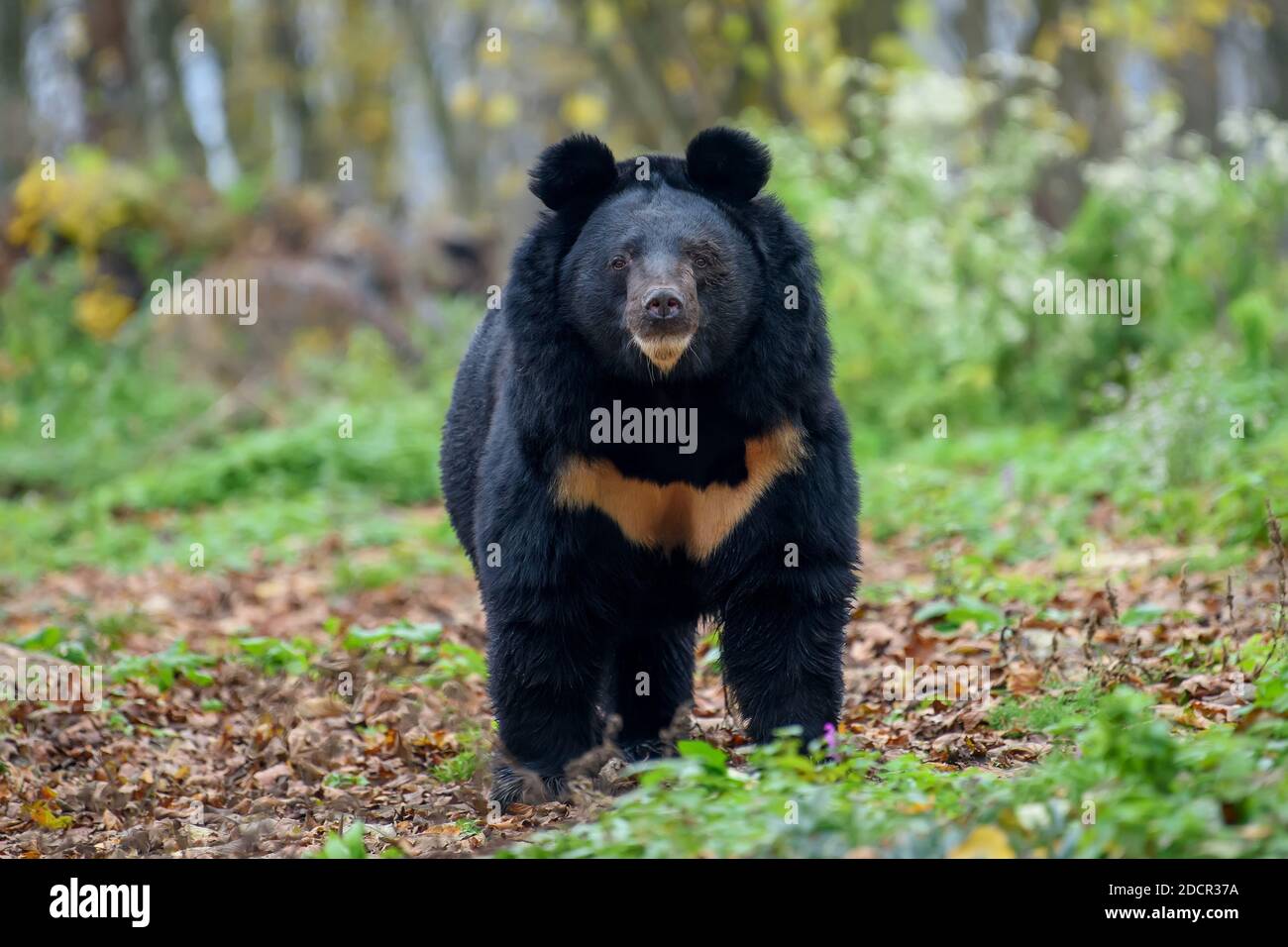 Tibetan black bear hi-res stock photography and images - Alamy