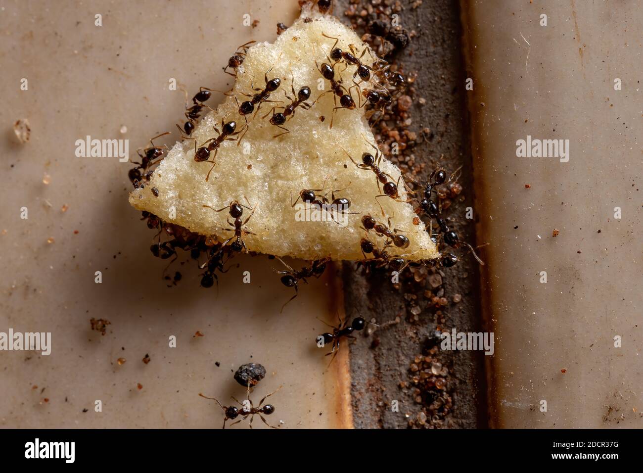 Big-headed Ants of the Genus Pheidole Stock Photo - Alamy