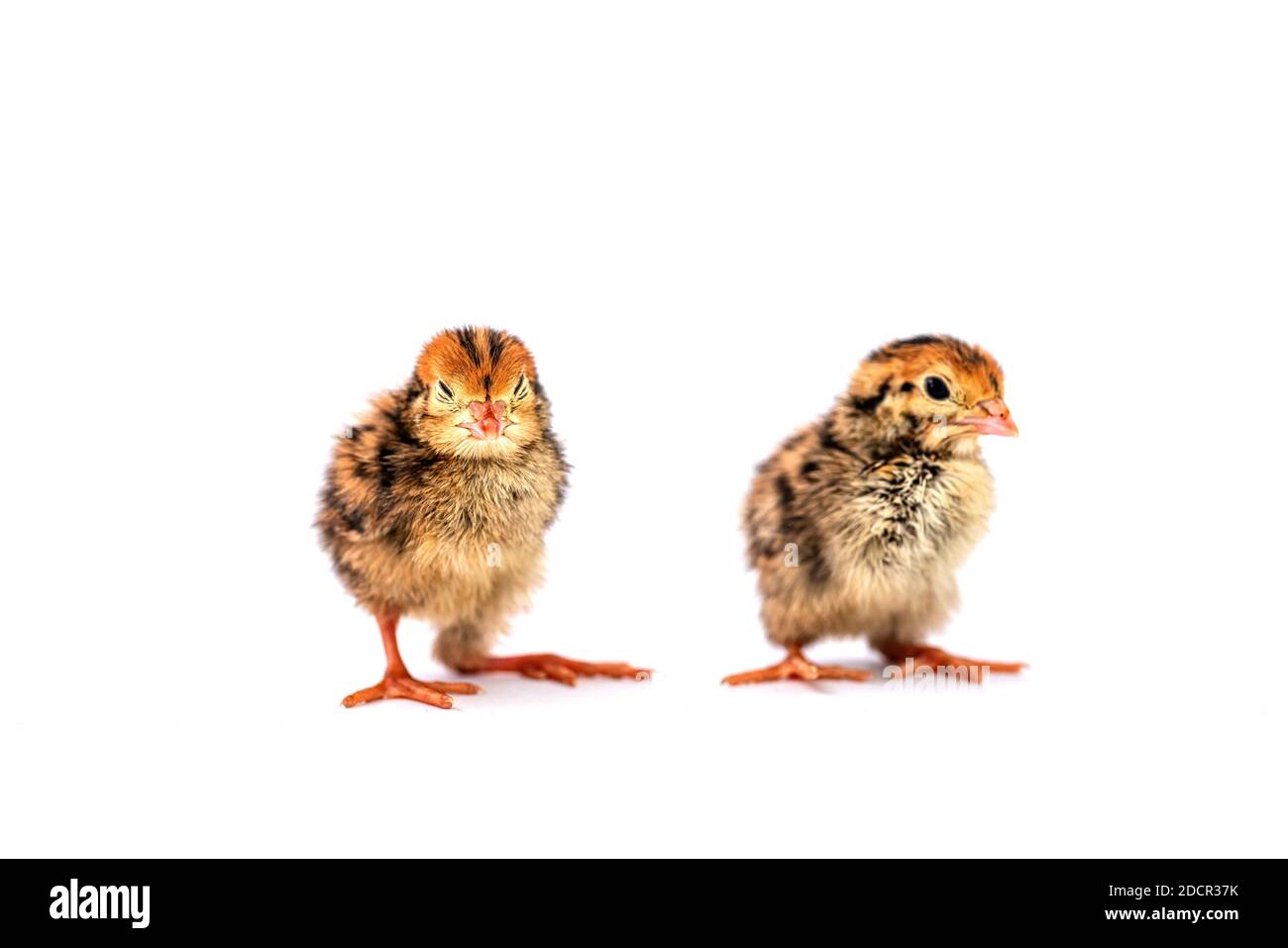 Baby of quail after hatching isolating on white background Stock Photo ...