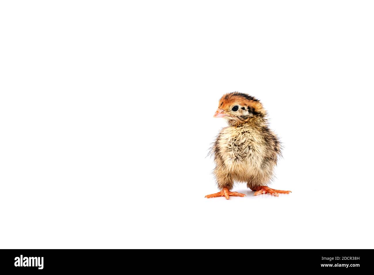 Baby of quail after hatching isolating on white background Stock Photo ...