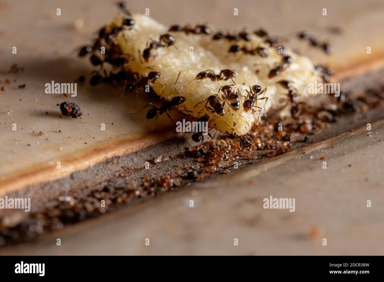 Big-headed Ants of the Genus Pheidole Stock Photo - Alamy