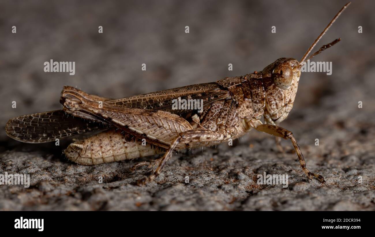 Stridulating Slant-faced Grasshopper of the Genus Orphulella Stock ...