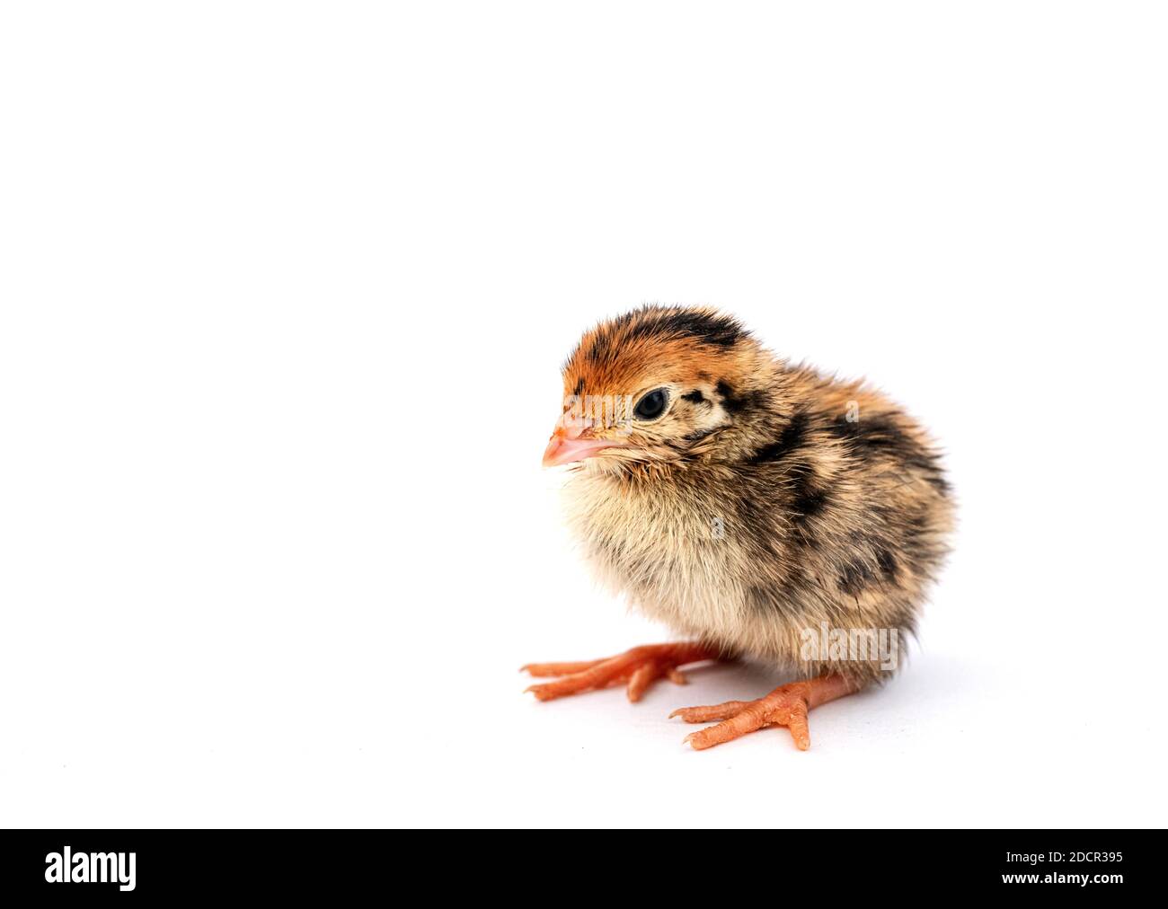 Baby of quail after hatching isolating on white background Stock Photo ...