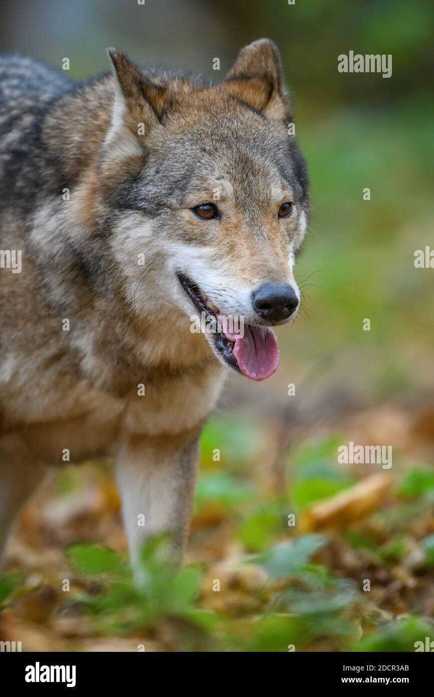 Close up portrait wolf in autumn forest background. Animal in the ...