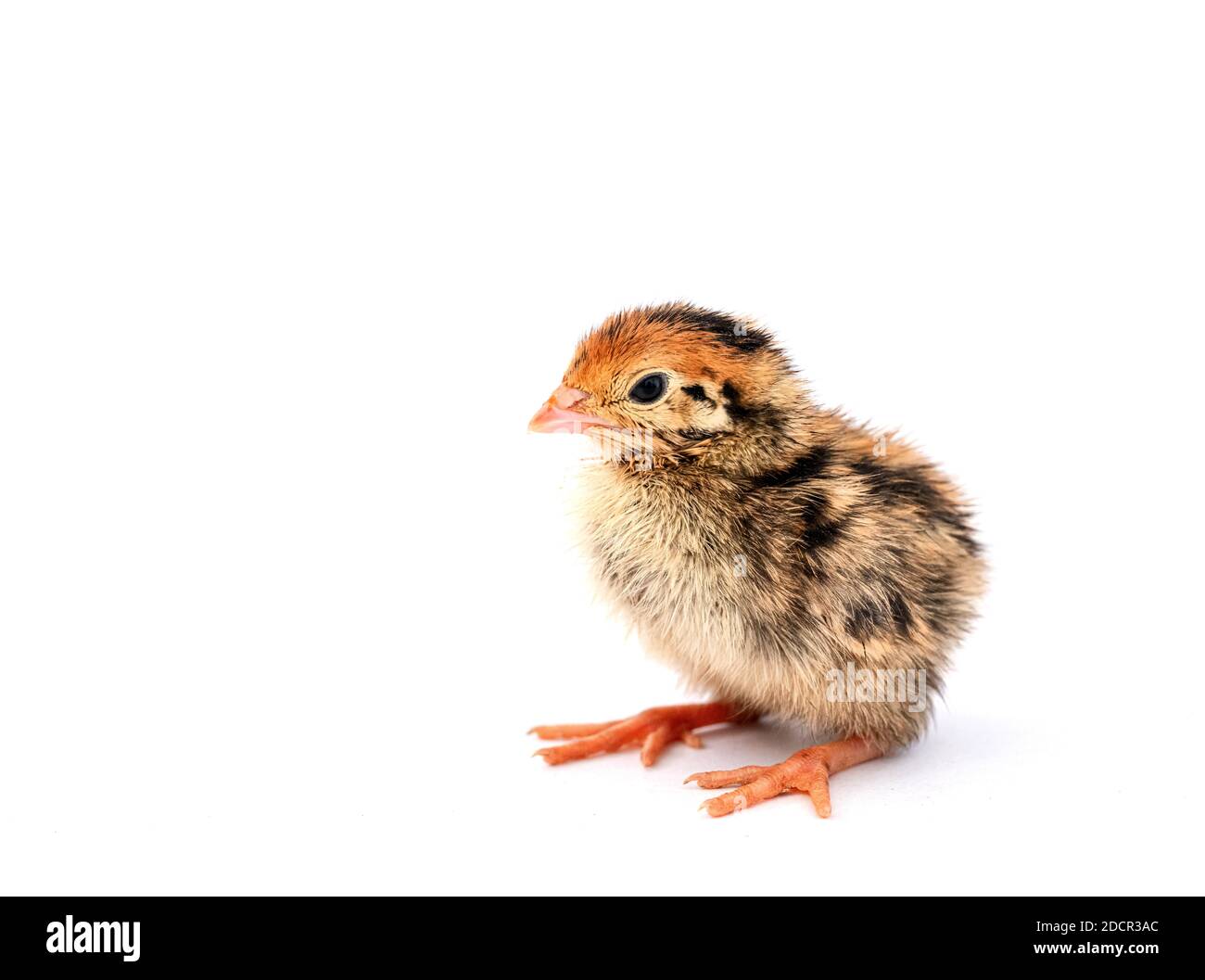 Baby Quails Hatching
