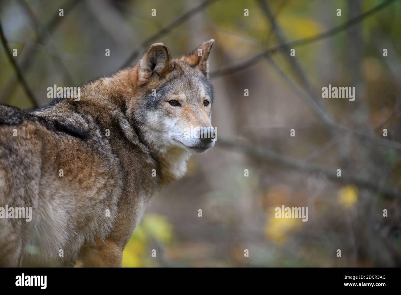 Timber Forest High Resolution Stock Photography and Images - Alamy