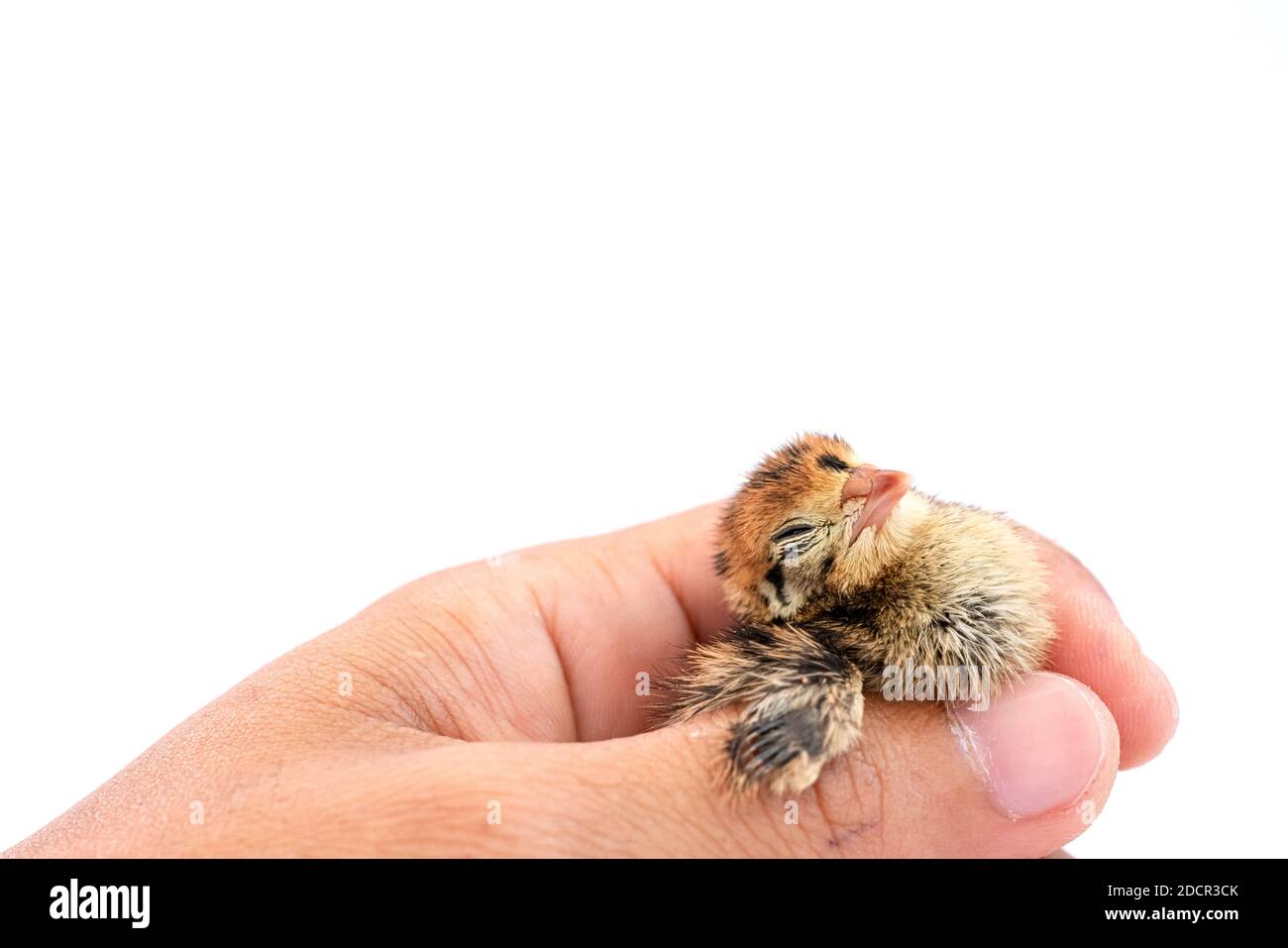 Quail hatched from eggs, standing on the hands Stock Photo - Alamy